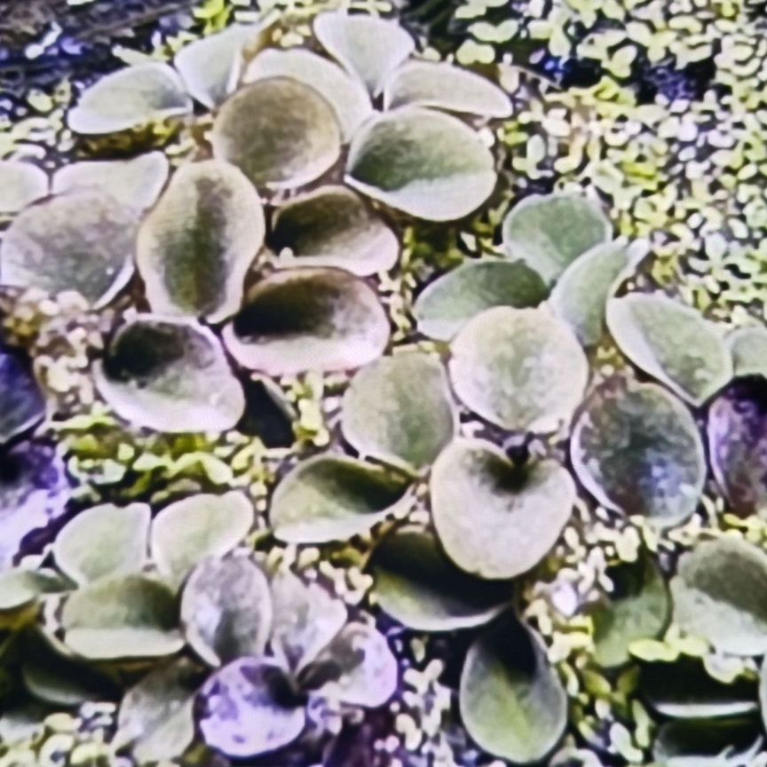 Аквариумные рыбки и растения