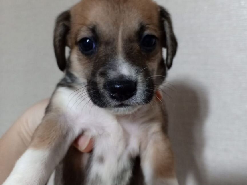 Щенки Джек Рассел терьер