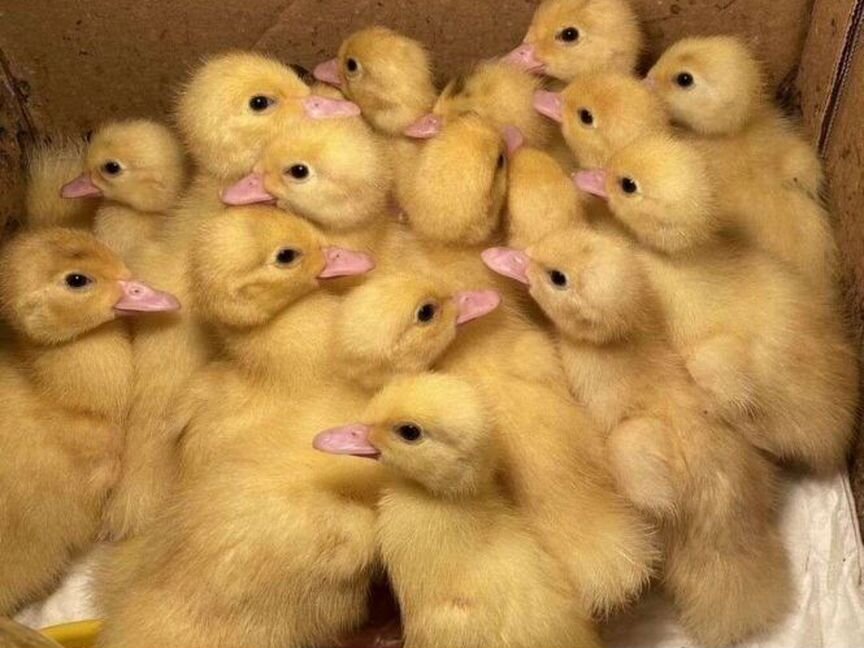Цыплята доминант и индоутята