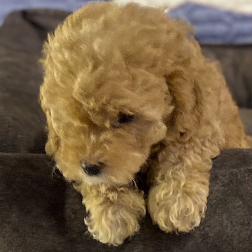 Той-пудель, щенок