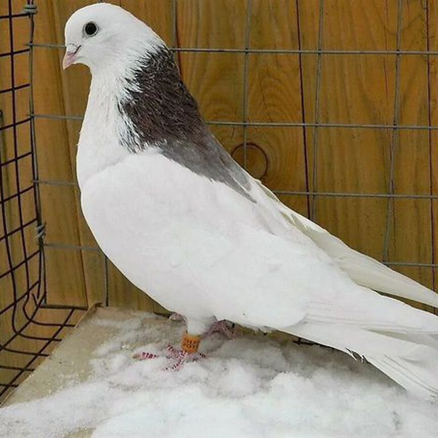 Купля продажа голубей