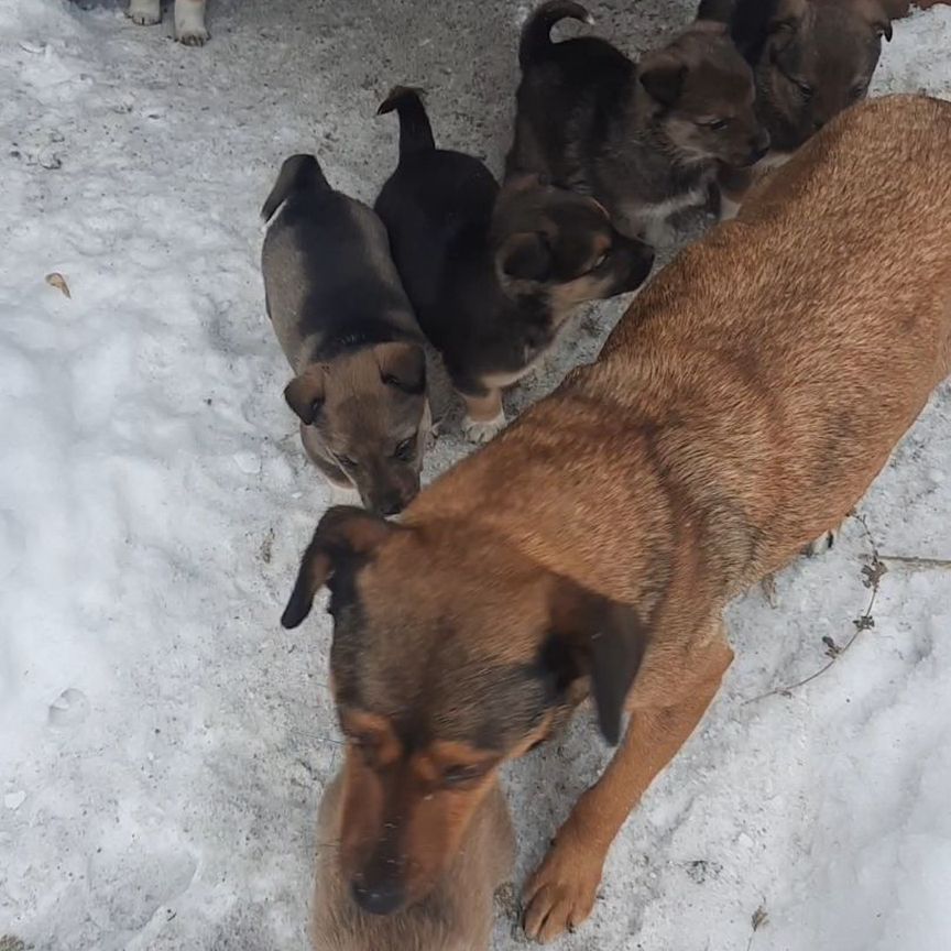 Отдам в добрые руки