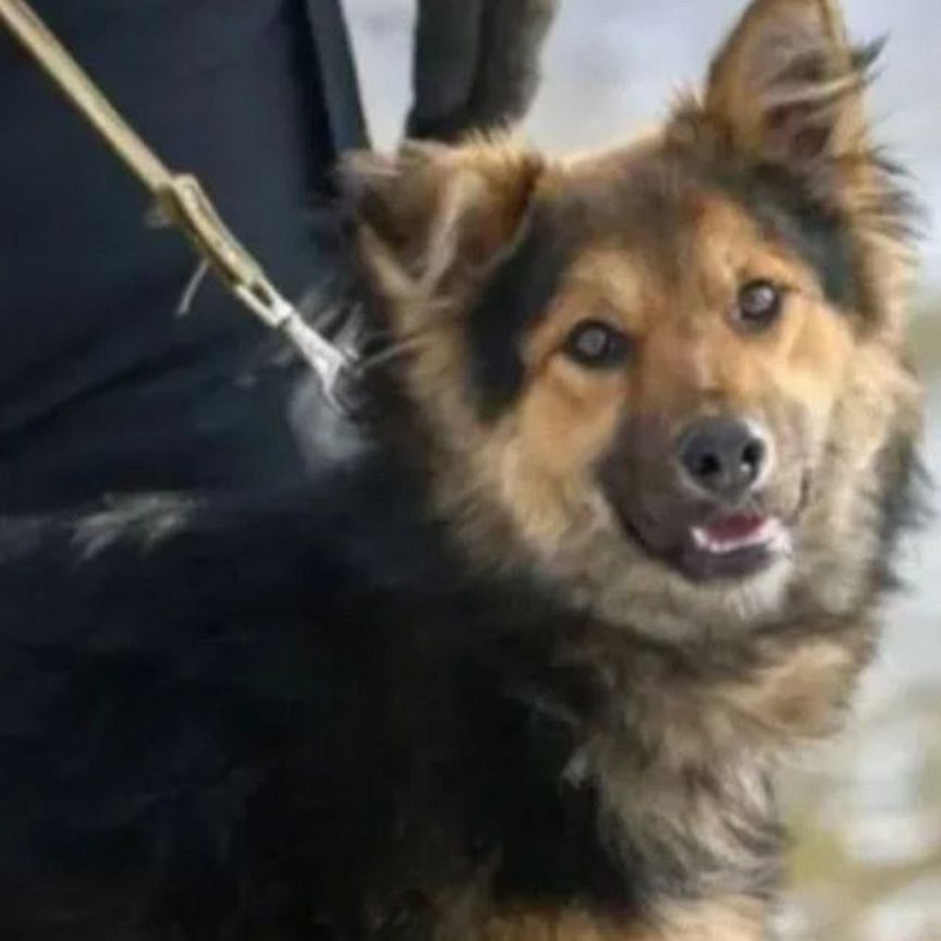 Взрослый пёс в добрые руки