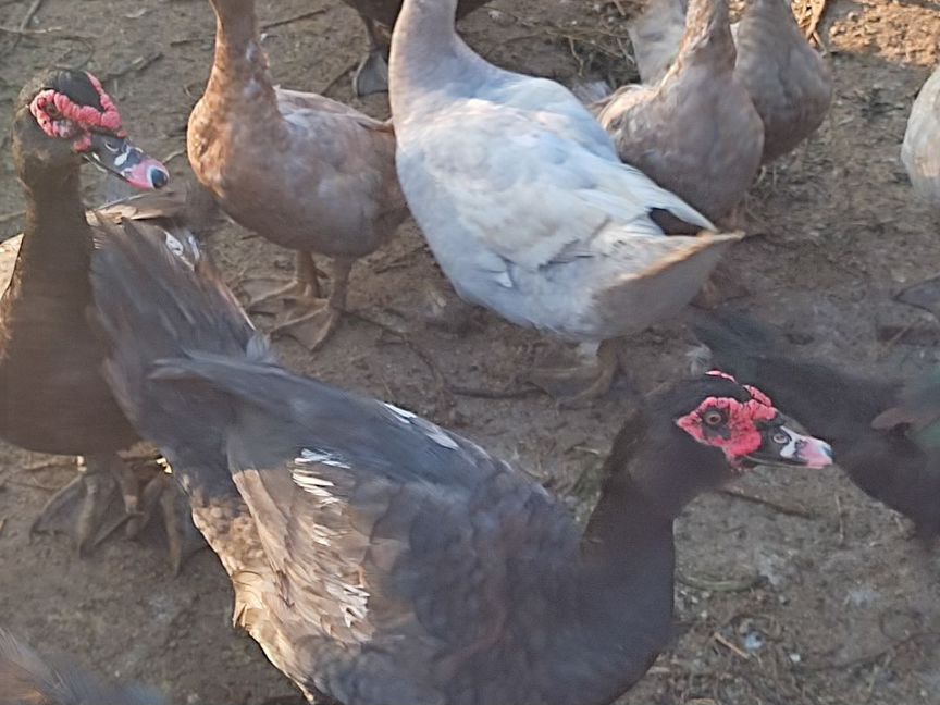 Мускусные утки