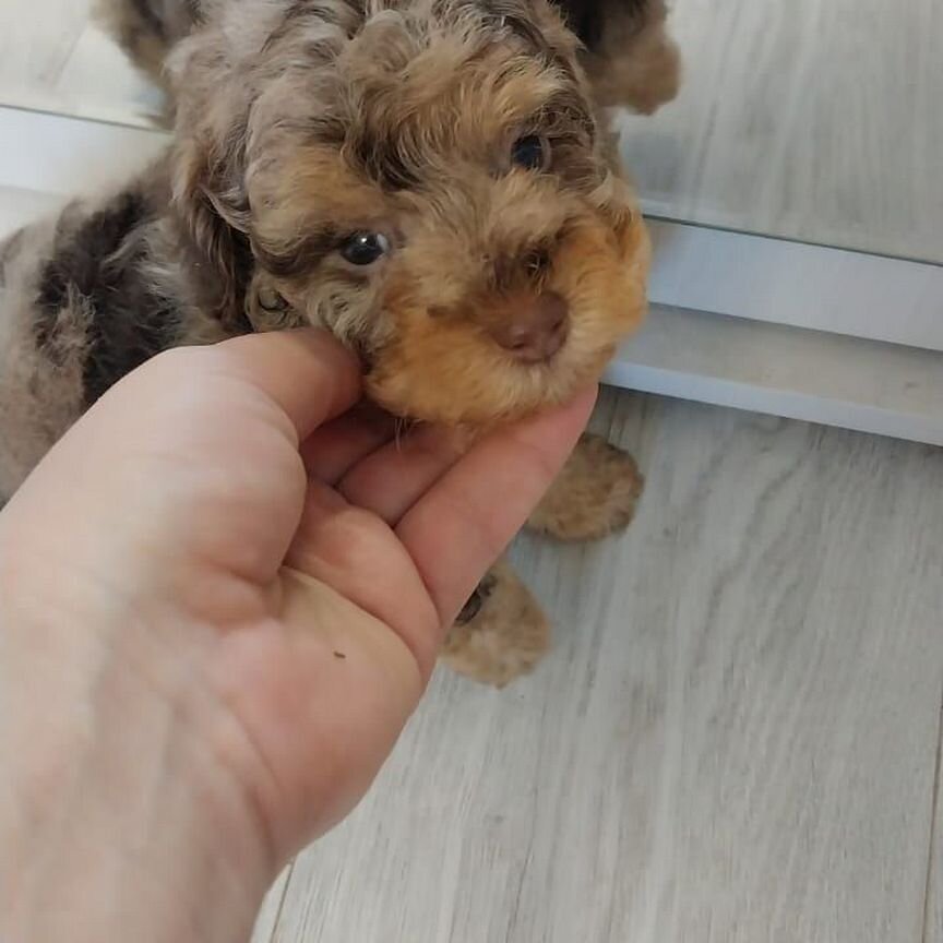 Той пудель мерле шоколад с подпалом мальчик