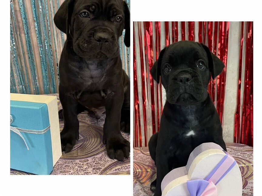 Щенки Кане-Корсо с документами РКФ (есть доставка)