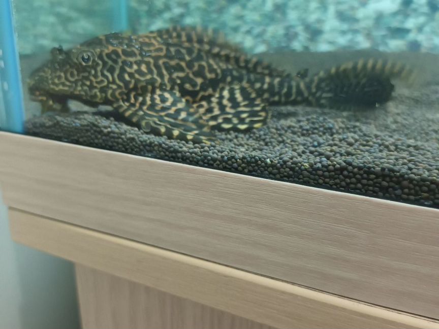 Парчовый сом