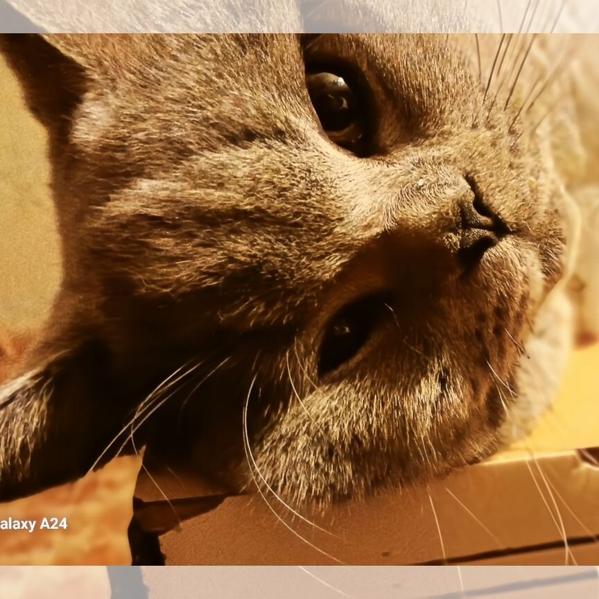 Британский короткошёрстный котёнок