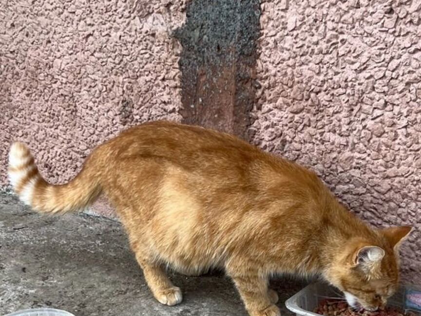 Беременная рыжуля нужен дом