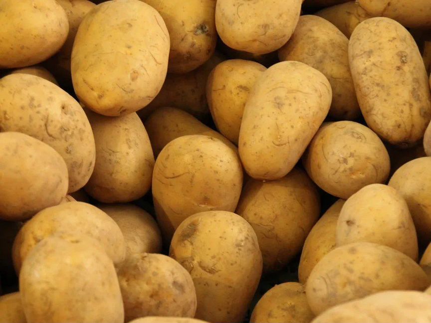 Картофель кормовой