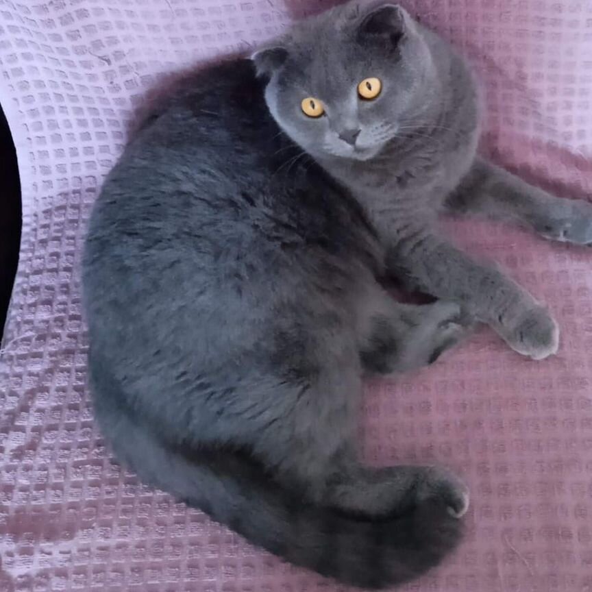 Британский кот