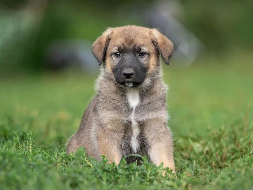 Милый щенок в добрые руки