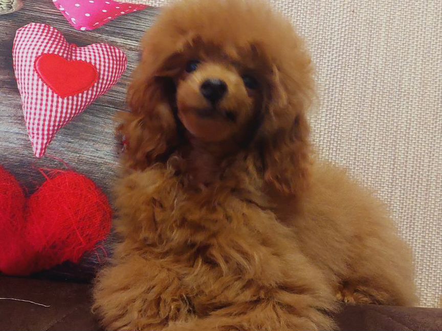 Мини мальчик мальтипу