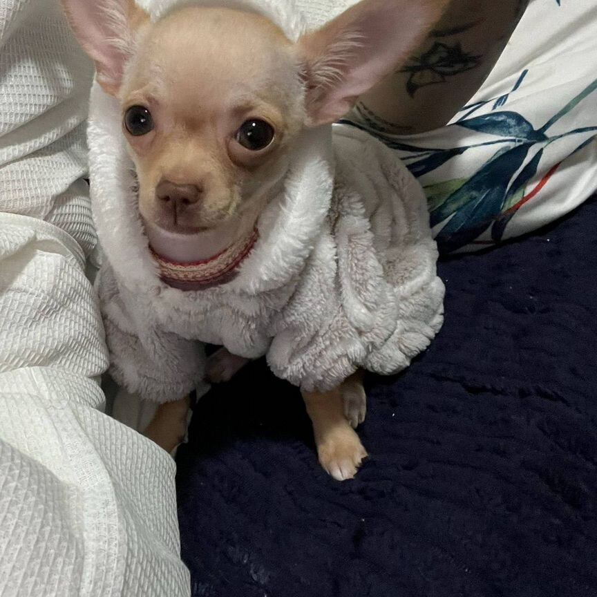 Чихуахуа, щенок