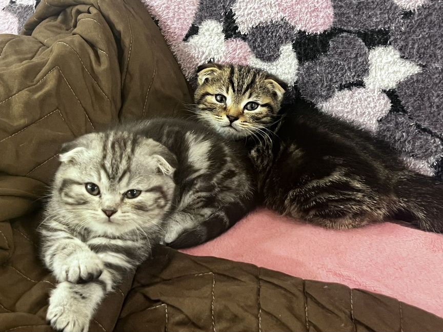 Шотландские вислоухие котята
