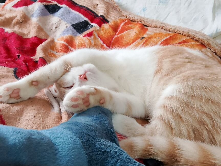 Котик полгода очень ищет новых хозяев