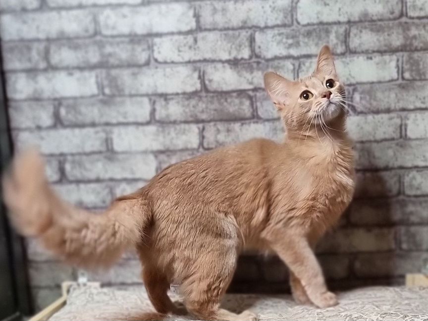 Сомалийская красотка