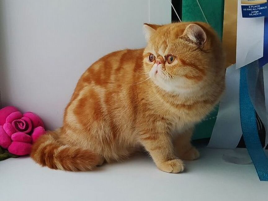 Экзотические котята