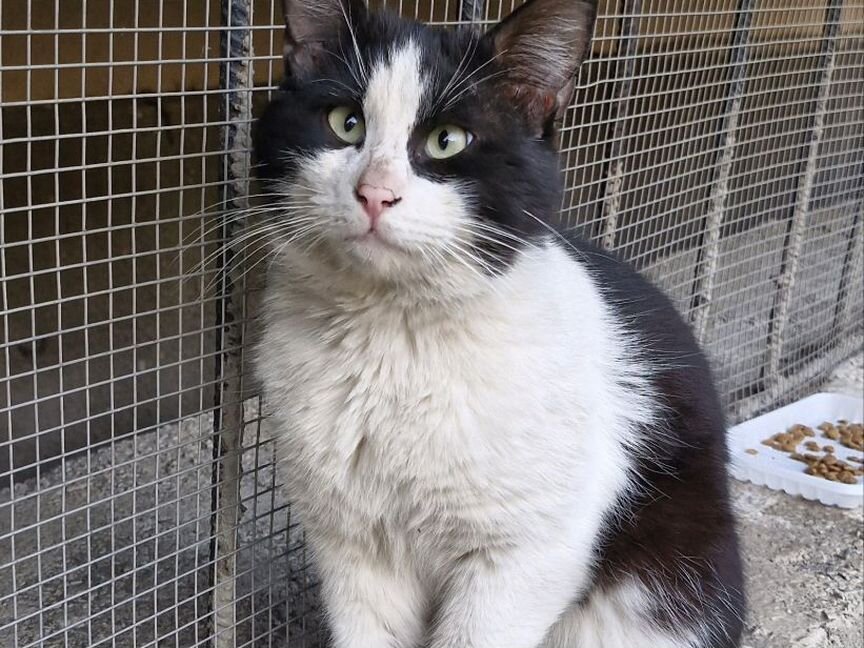 Жорик из Пятигорска