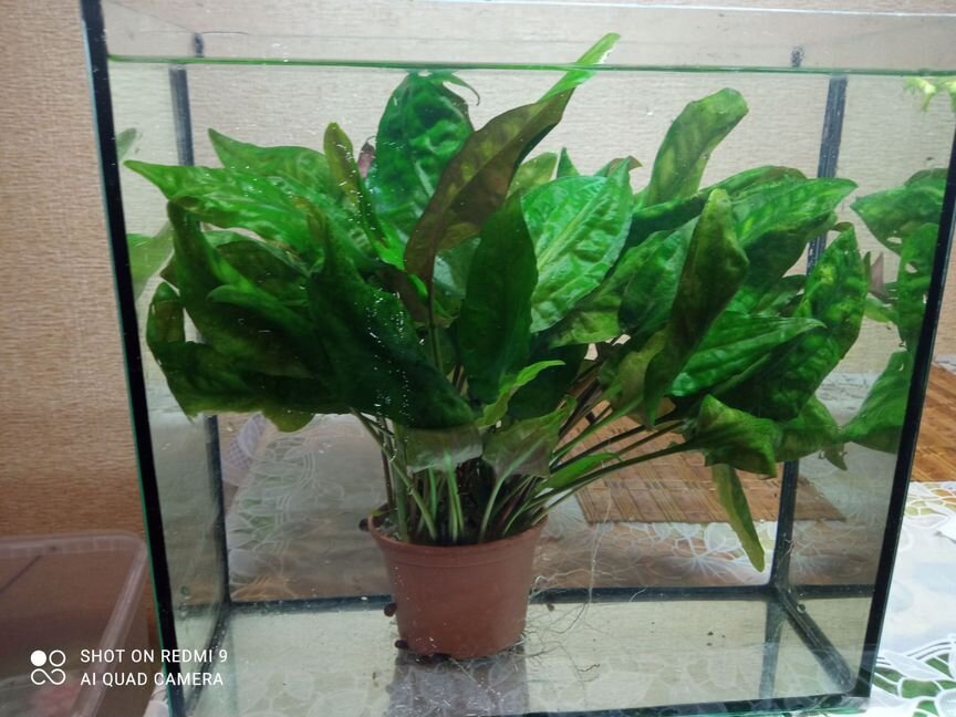 Аквариумные растения