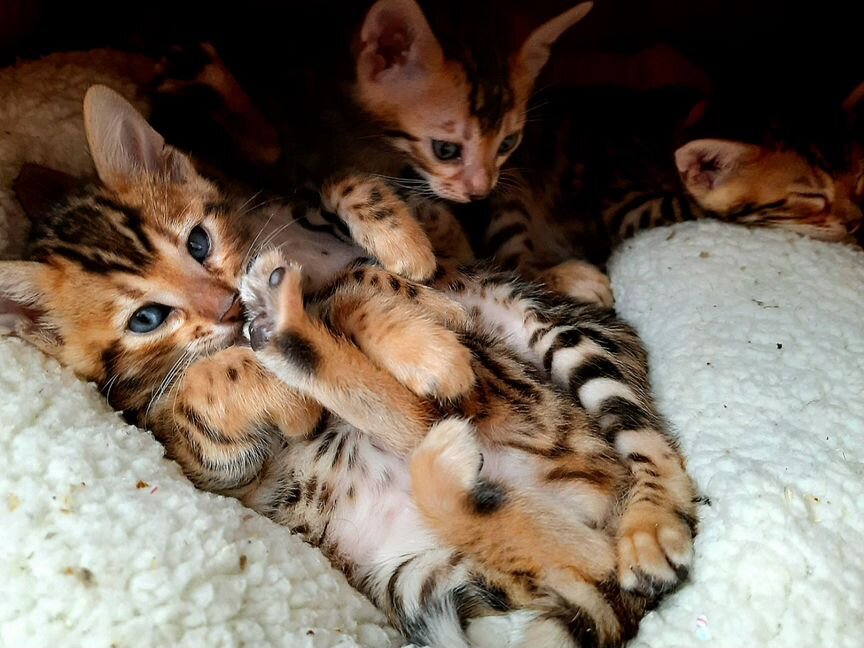 Бенгальские котята