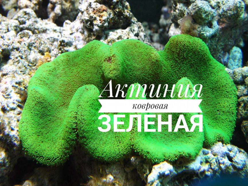 Актиния ковровая зеленая, L (акатиния в наличии)