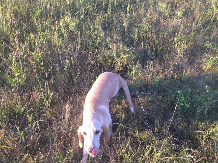 Щенки Эстонской гончей