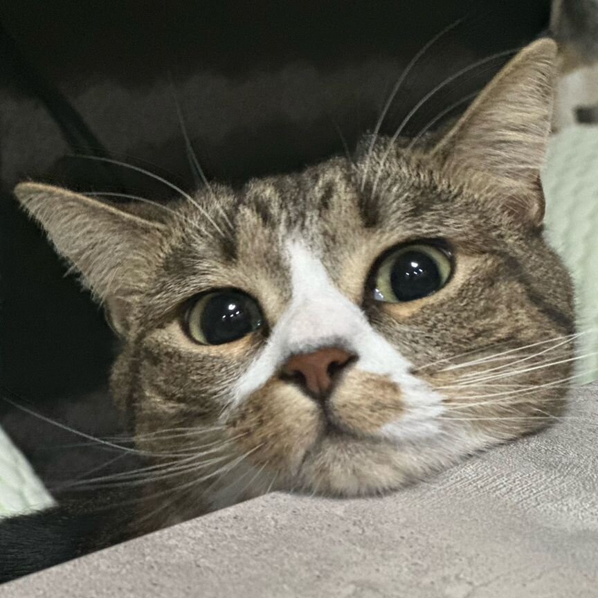 Взрослая, кошка в добрые руки