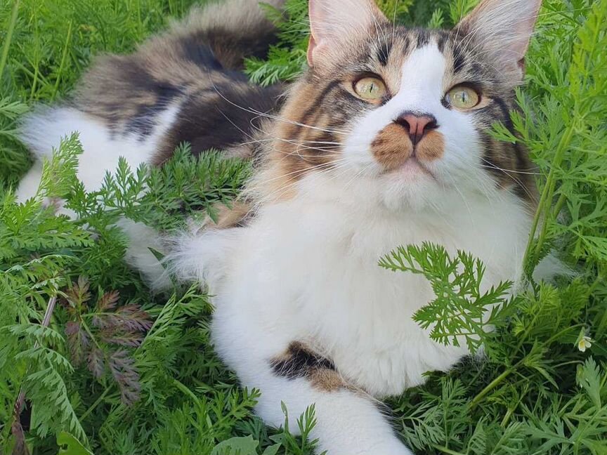 Кот мейн кун по кличке Братан