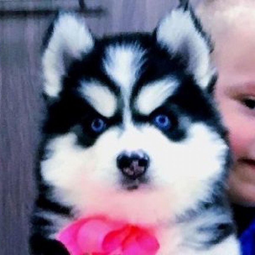 Щенятки Хасятки в продаже