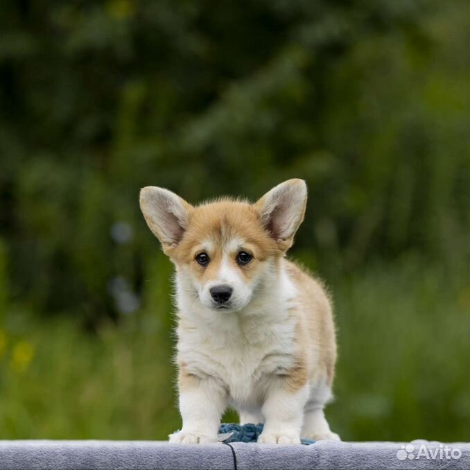 Пемброк девочка 2.5 месяца