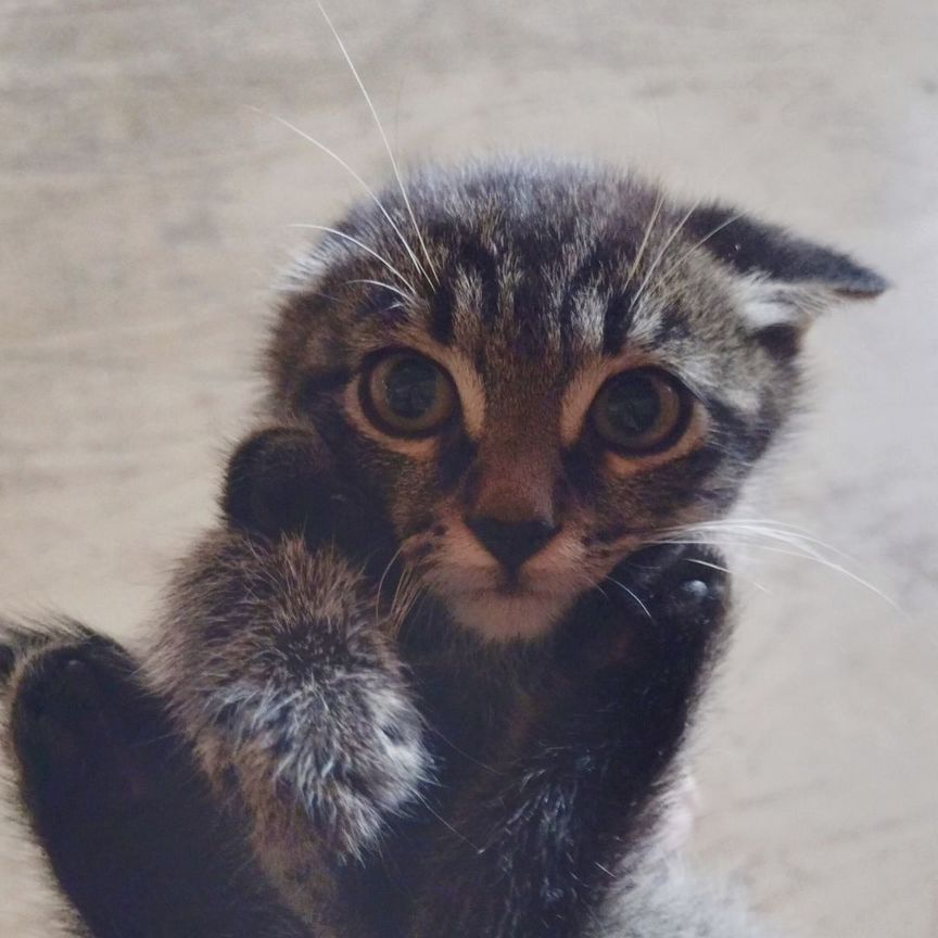 Дайте шанс котятам
