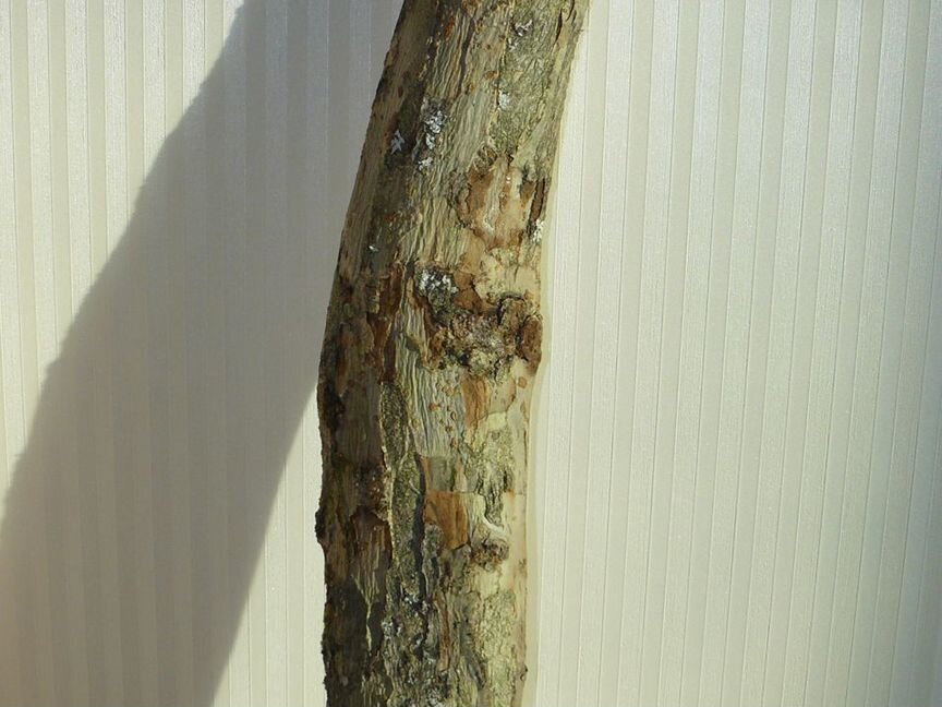 Когтеточка для кошек натуральное дерево