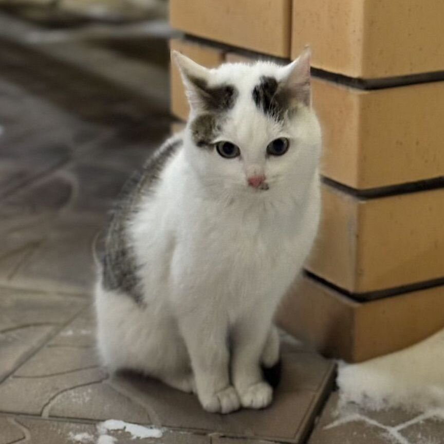 Нашли котенка, мальчик. Отдадим в добрые руки
