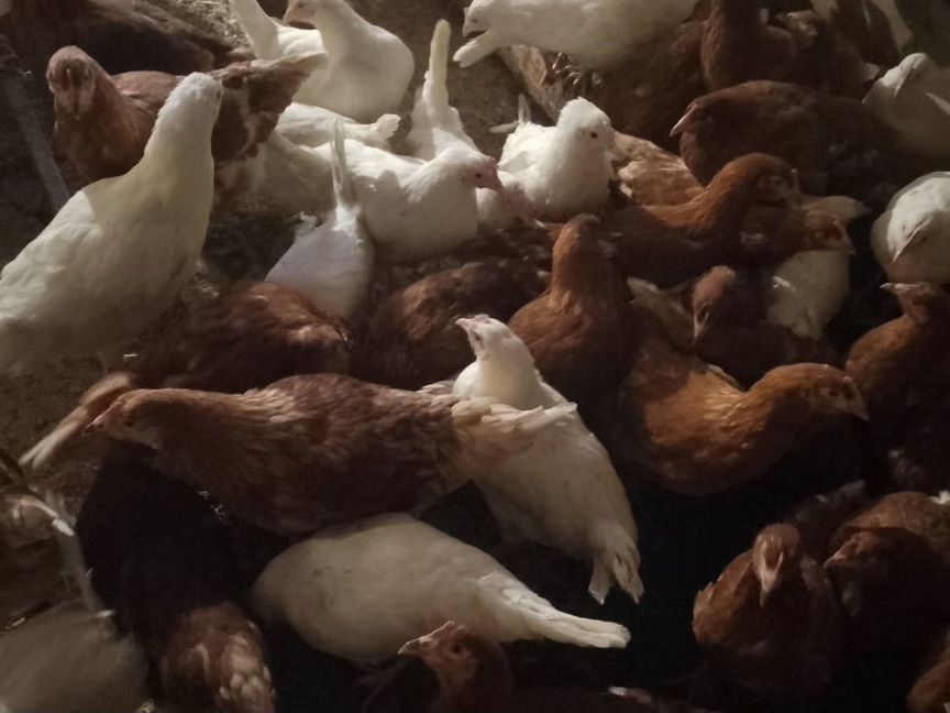 Куры несушки