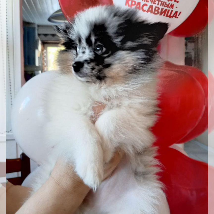 Щенок мраморного шпица 3 мес