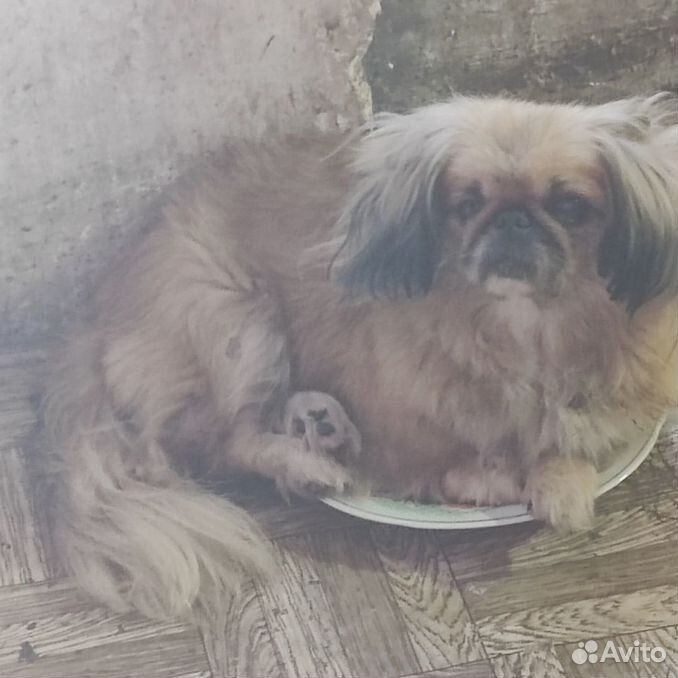 Потерялась собака королевский пекинес мини