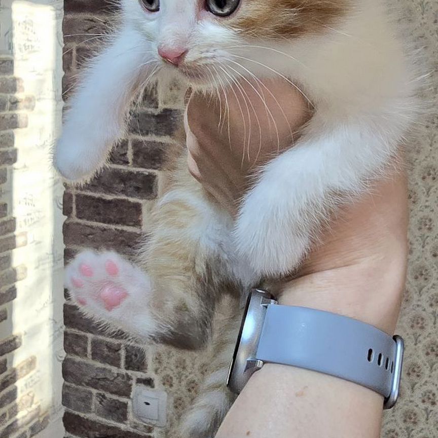 Котята в добрые руки бесплатно