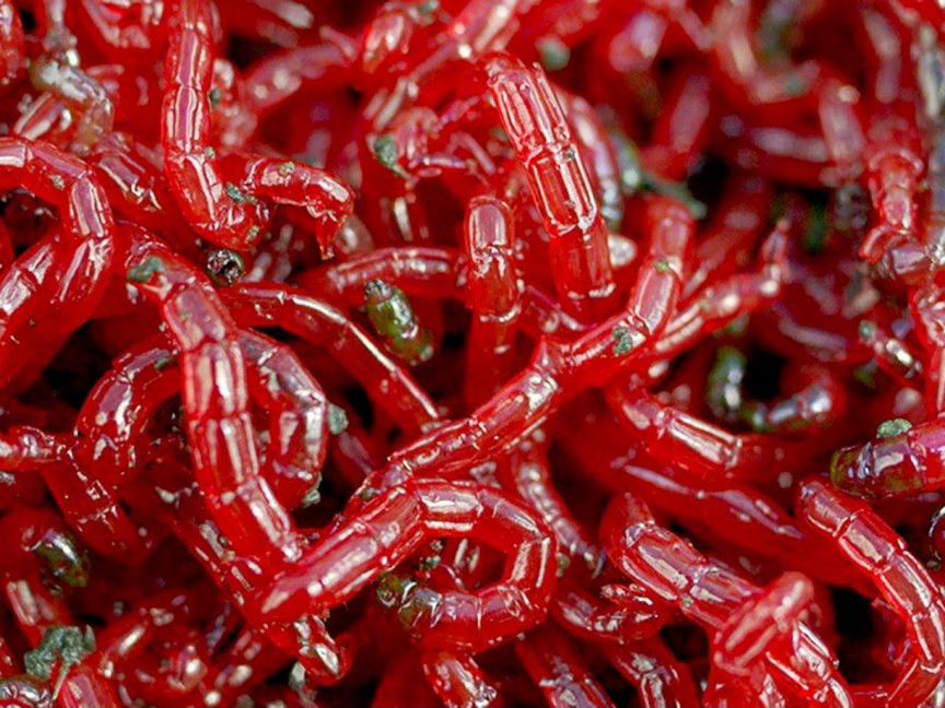 Мотыль (Chironomidae)