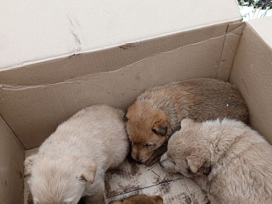 Отдам в добрые руки щенков(девочки)