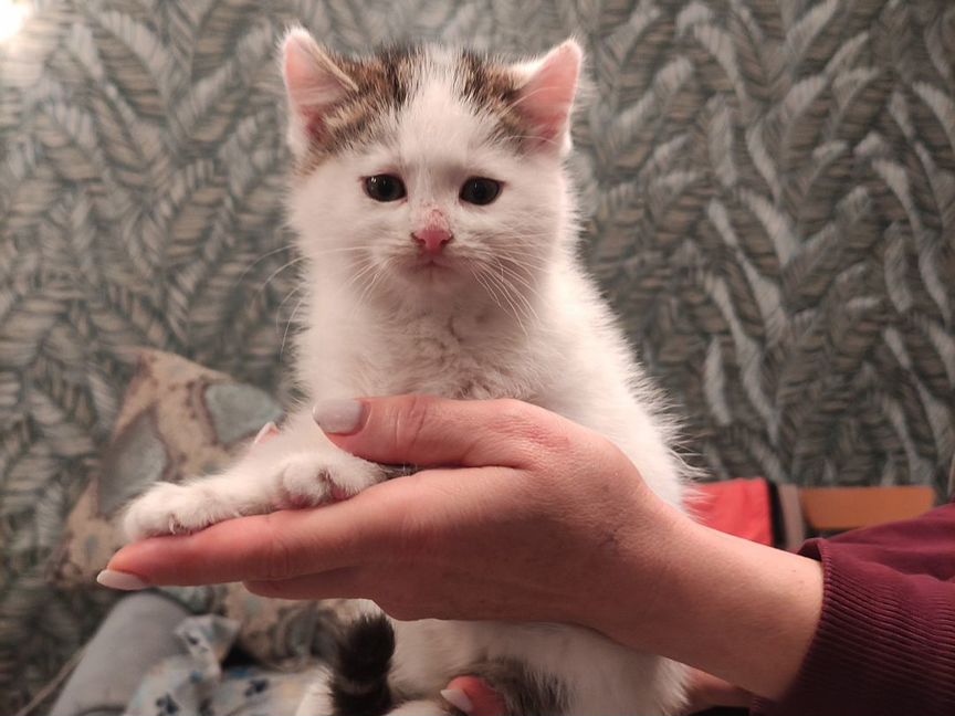 Отдам котятв добрые руки
