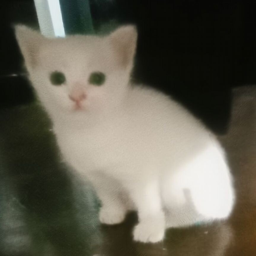 Котёнок от частного владельца