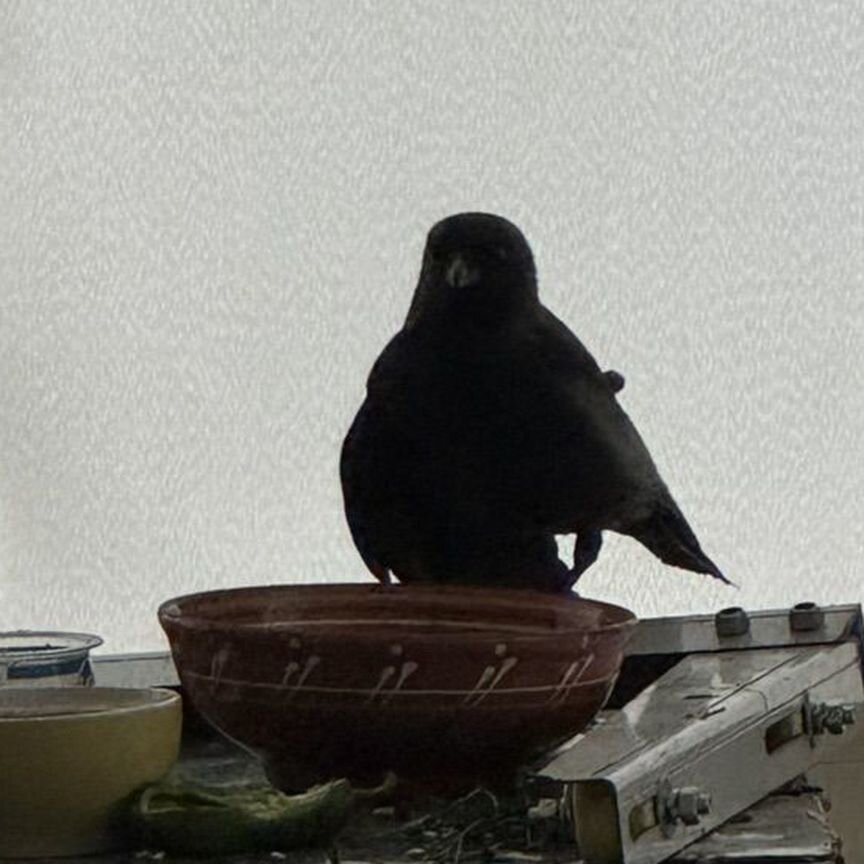 Галка со сломанным крылом