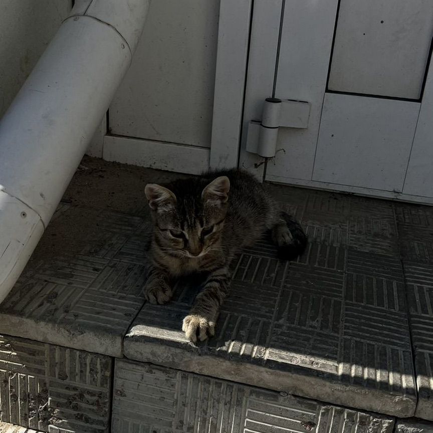 Котенок в добрые руки