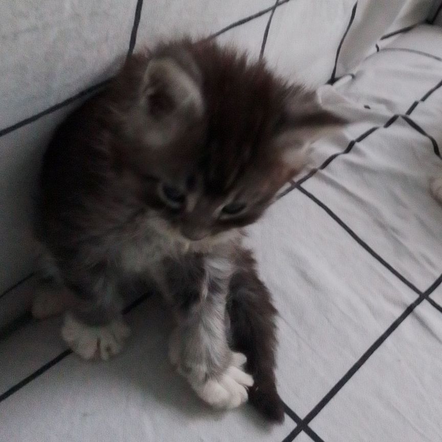 Мейн-кун котёнок