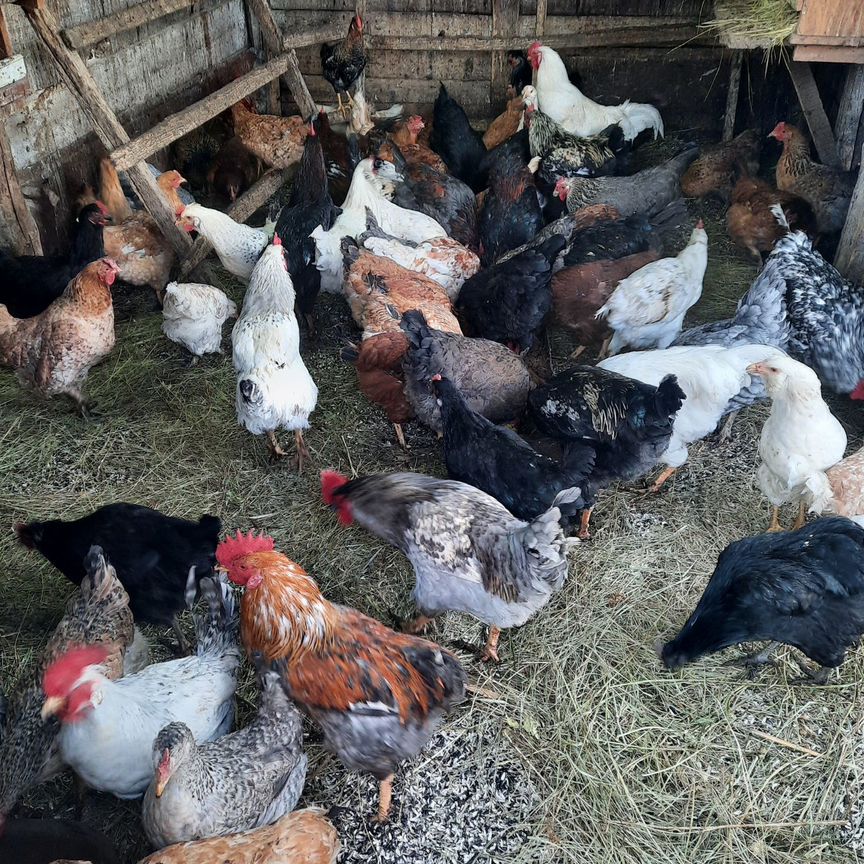 Яйца на инкубацию куриные