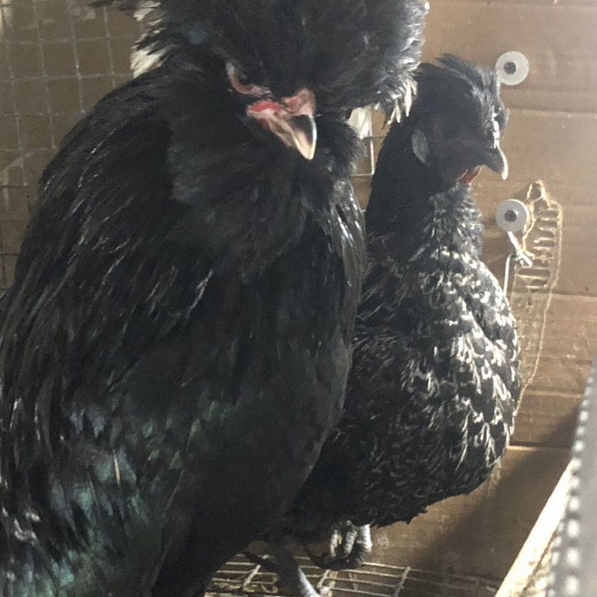 Куры петухи