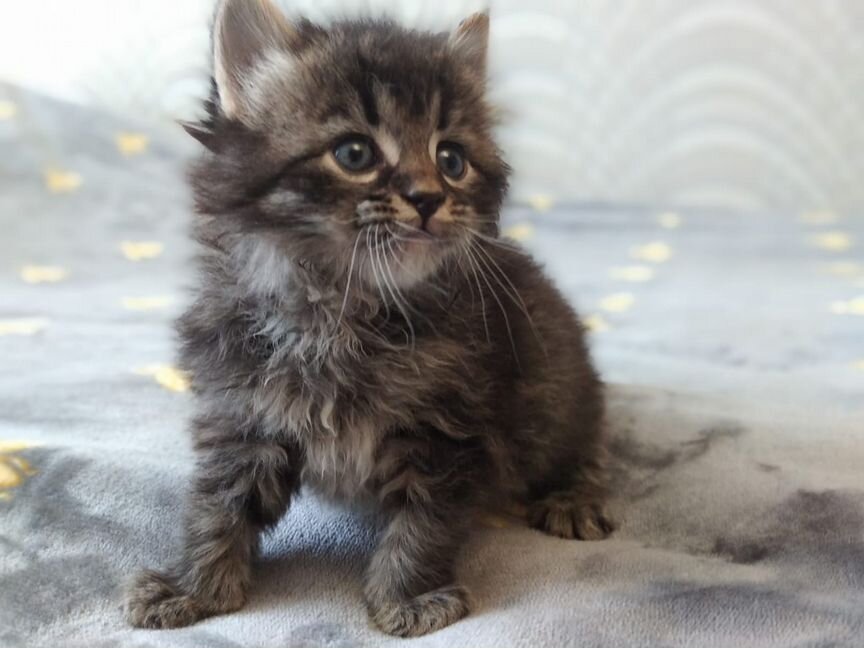 Котята ищут добрые и ответственные руки