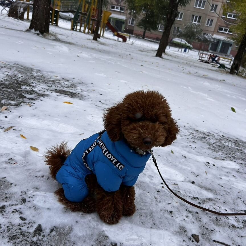 Комбенизон для собак