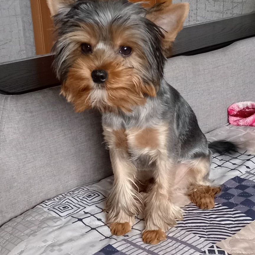 Йоркширский терьер, щенок